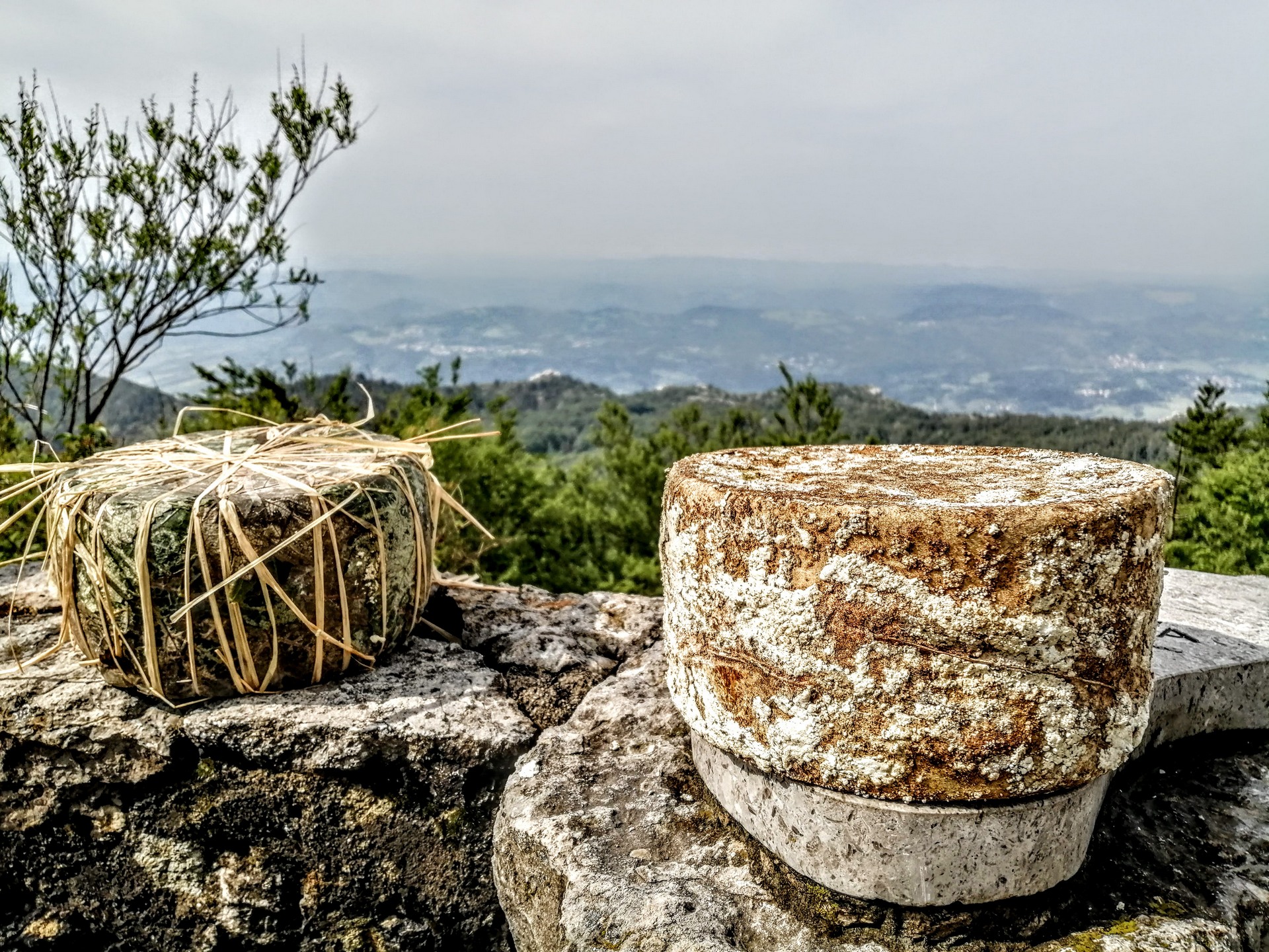 Golden Ring Cheese - Mala slovenska butična sirarna